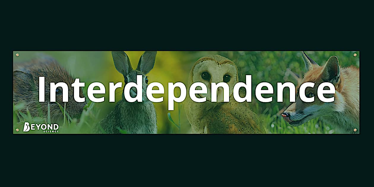 Interactions and Interdependencies Display Banner - Twinkl