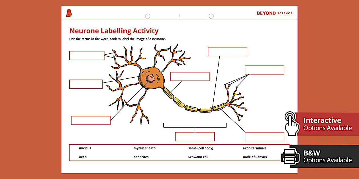 Neurone Labelling Activity (teacher made) - Twinkl