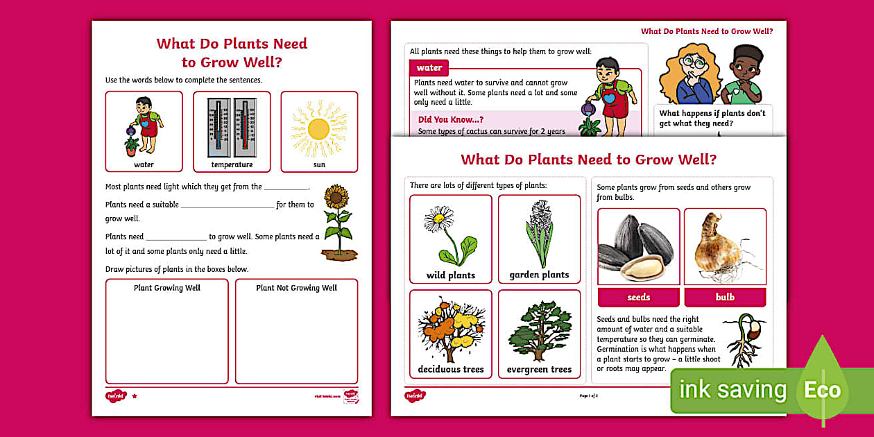What Do Plants Need to Grow Well? Fact File Activity KS1
