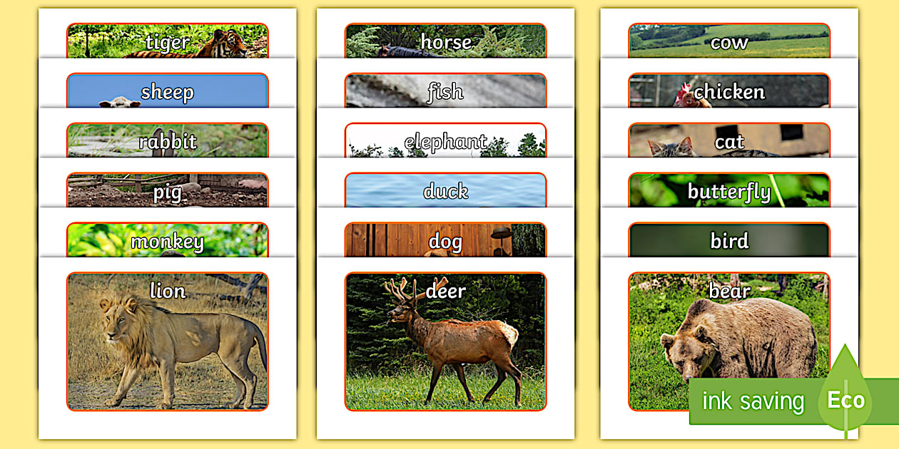 Editable Animals Displays Photos (teacher made) - Twinkl