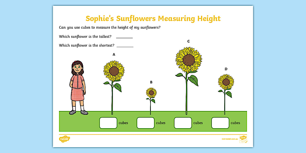 Editable Sophie’s Sunflowers Measuring Height Worksheet