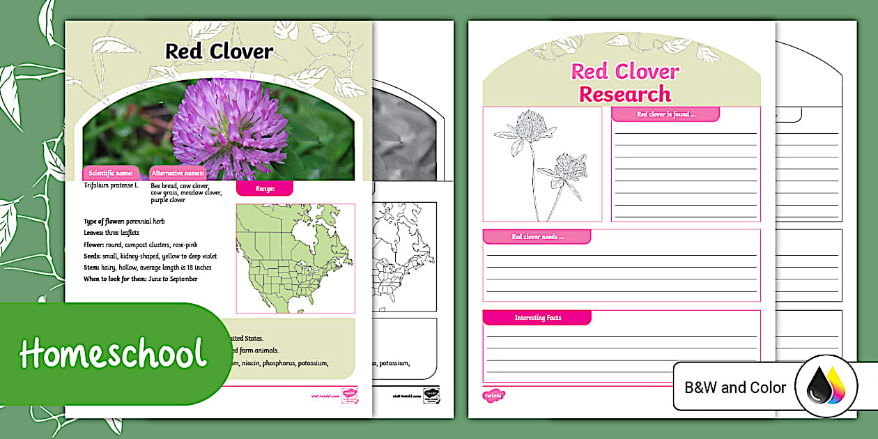 Red Clover Identification Information Poster and Template