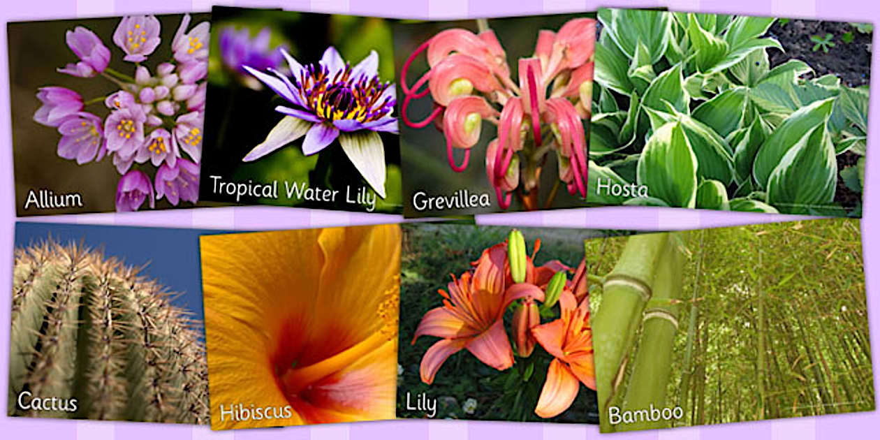 Photopack of Flowers and Plants - KS1 Resources - Twinkl