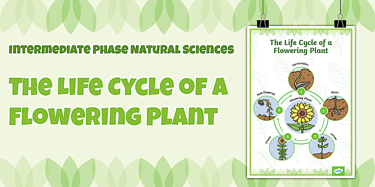 IP Natural Sciences Life Cycle of a Flowering Plant Poster