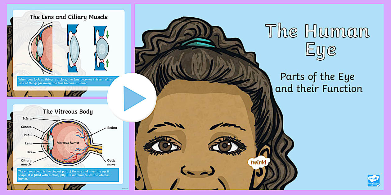 Parts of the Eye Labelled Diagram PowerPoint - CfE - Twinkl