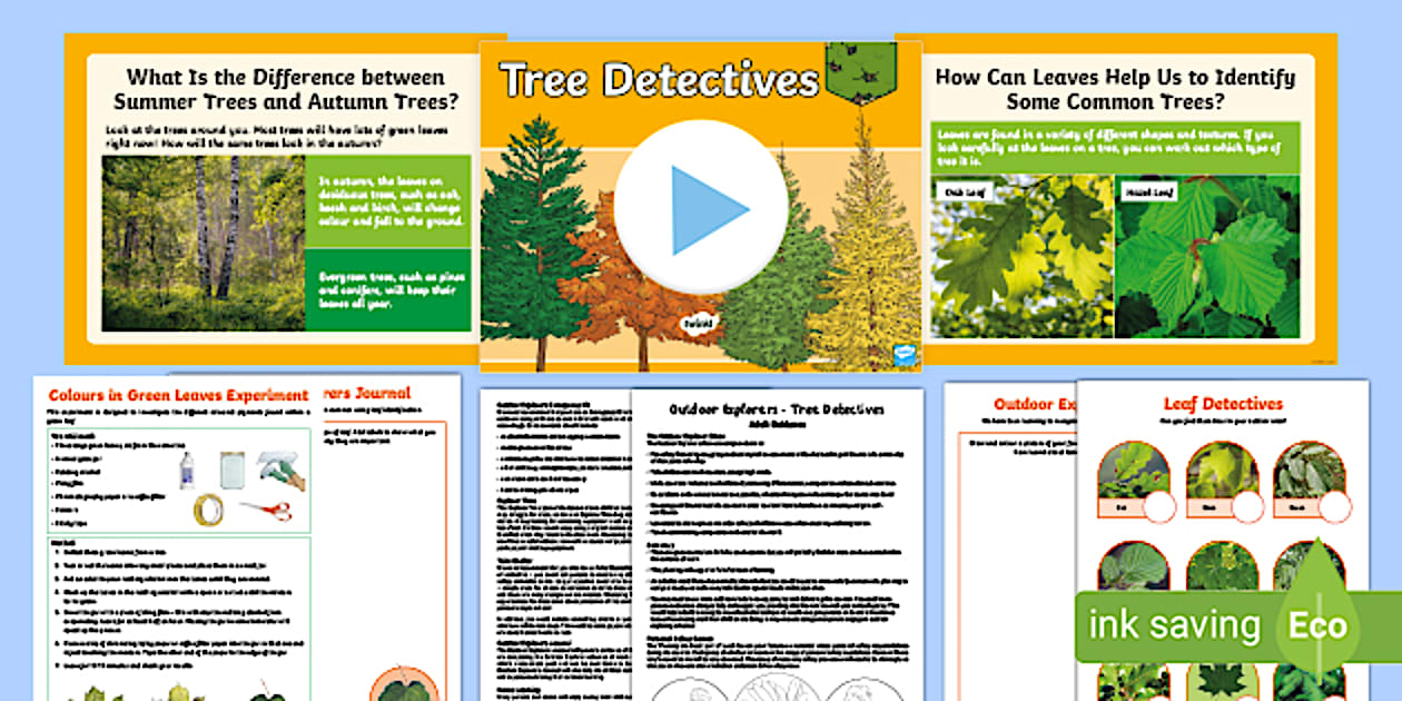 Outdoor Explorers Summer UKS2 Trees Lesson 1 Tree Detectives