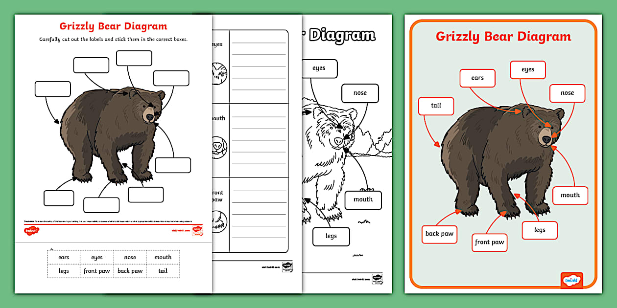 Grizzly Bear Diagram Pack