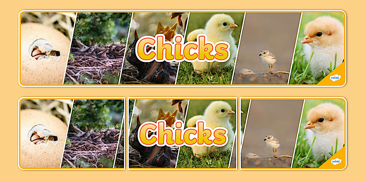 Chicks Photo Display Banner - Twinkl - KS1 - Animals