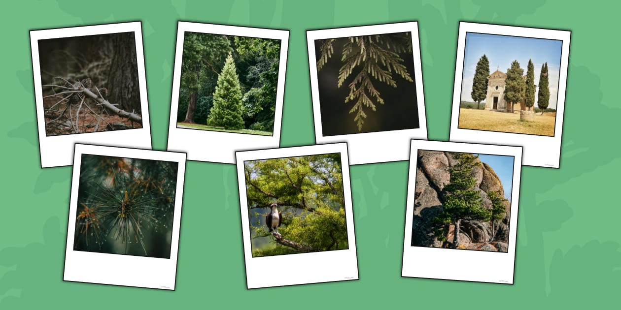 Evergreen Trees Instant Photo Style Display Images - Twinkl