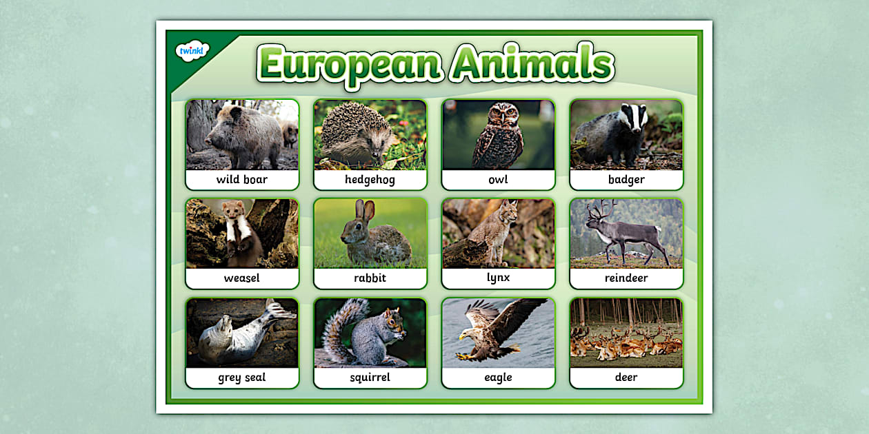 European Animals Display Poster - Twinkl