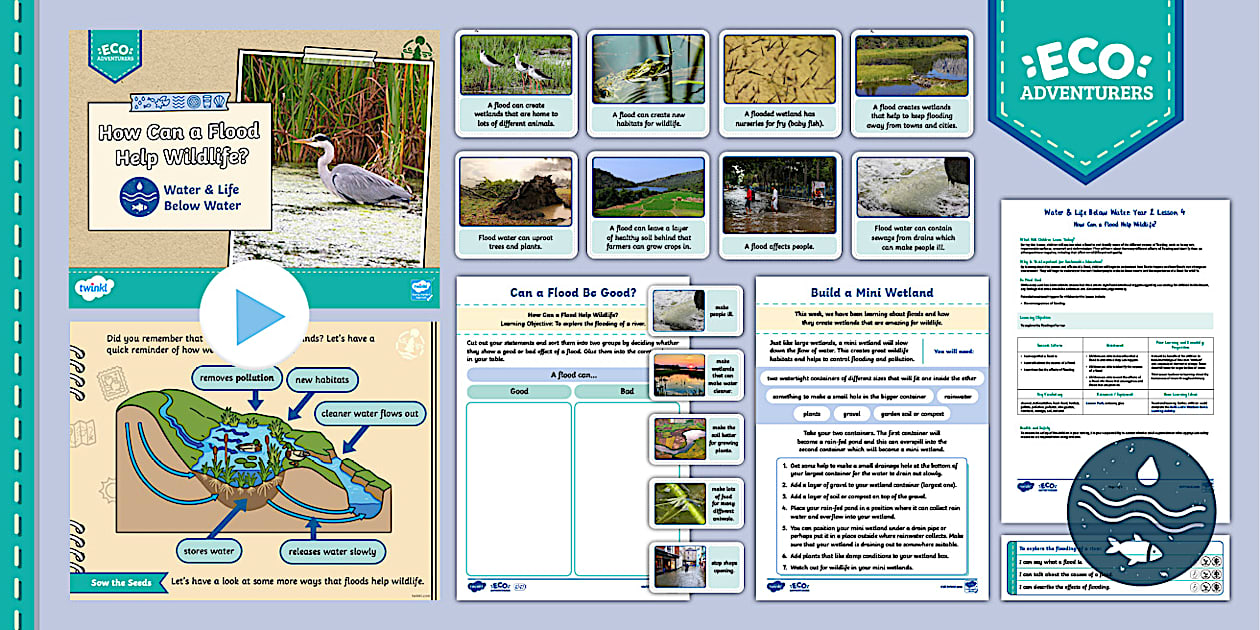 Year 2 Water: Lesson 4 - How Can a Flood Help Wildlife?