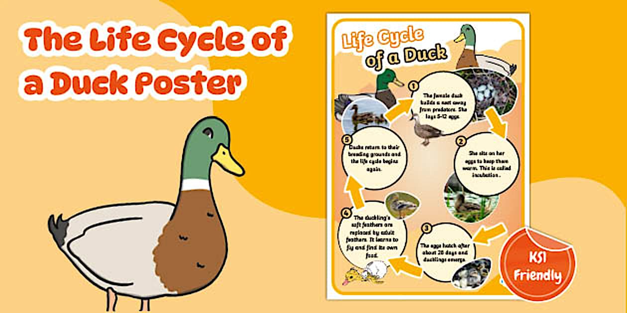 The Life Cycle of a Duck Poster