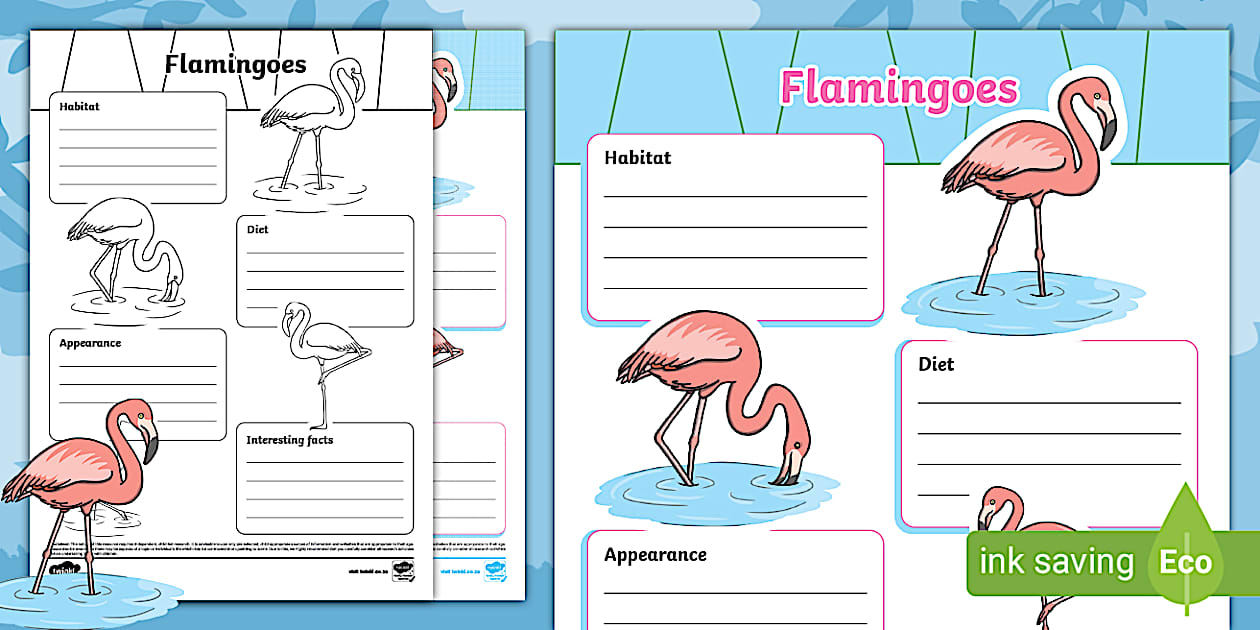 Flamingo Fact File Template (teacher made) - Twinkl