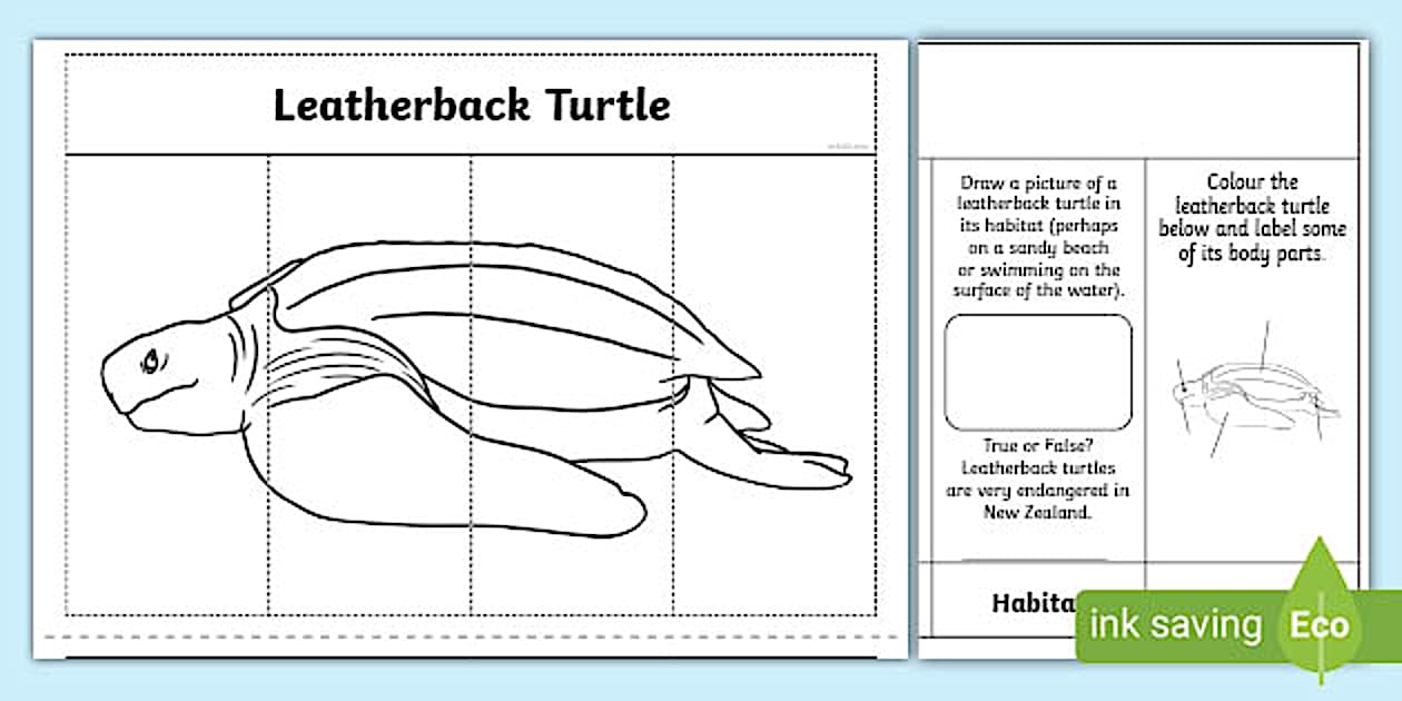Leatherback Turtle Fact File Flap Book (Teacher-Made)