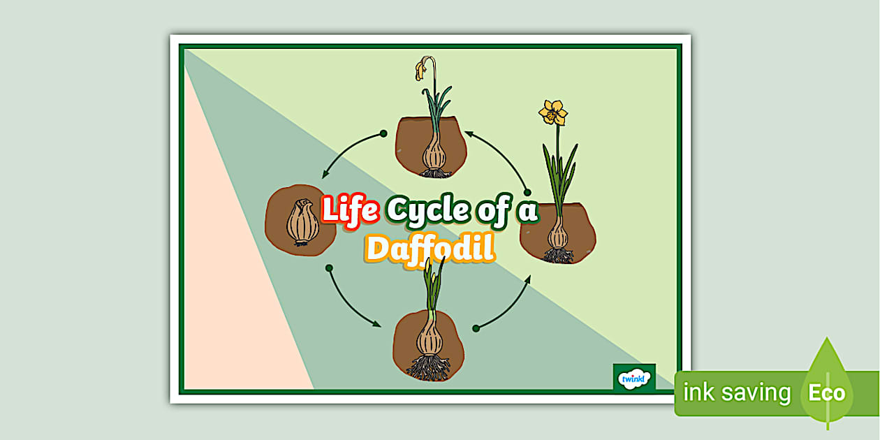 Life Cycle of a Daffodil Display Poster (teacher made)