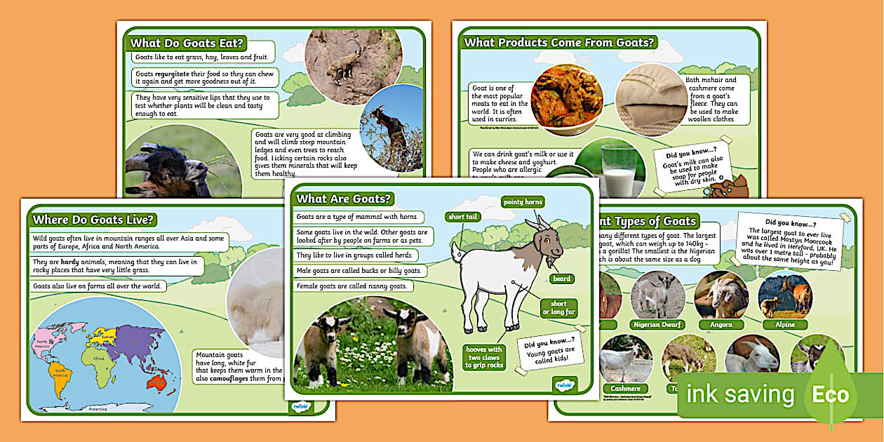 EYFS All About Goats Fact Files | Twinkl (teacher made)