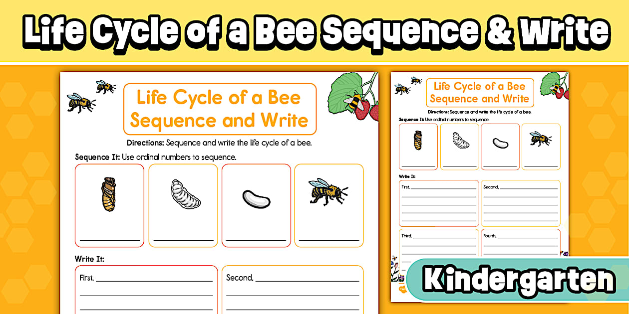 Life Cycle of a Bee Sequence and Write Worksheet