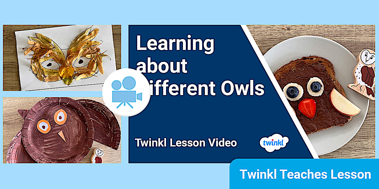 KS1 (Ages 5-7) International Owl Awareness Day - Twinkl