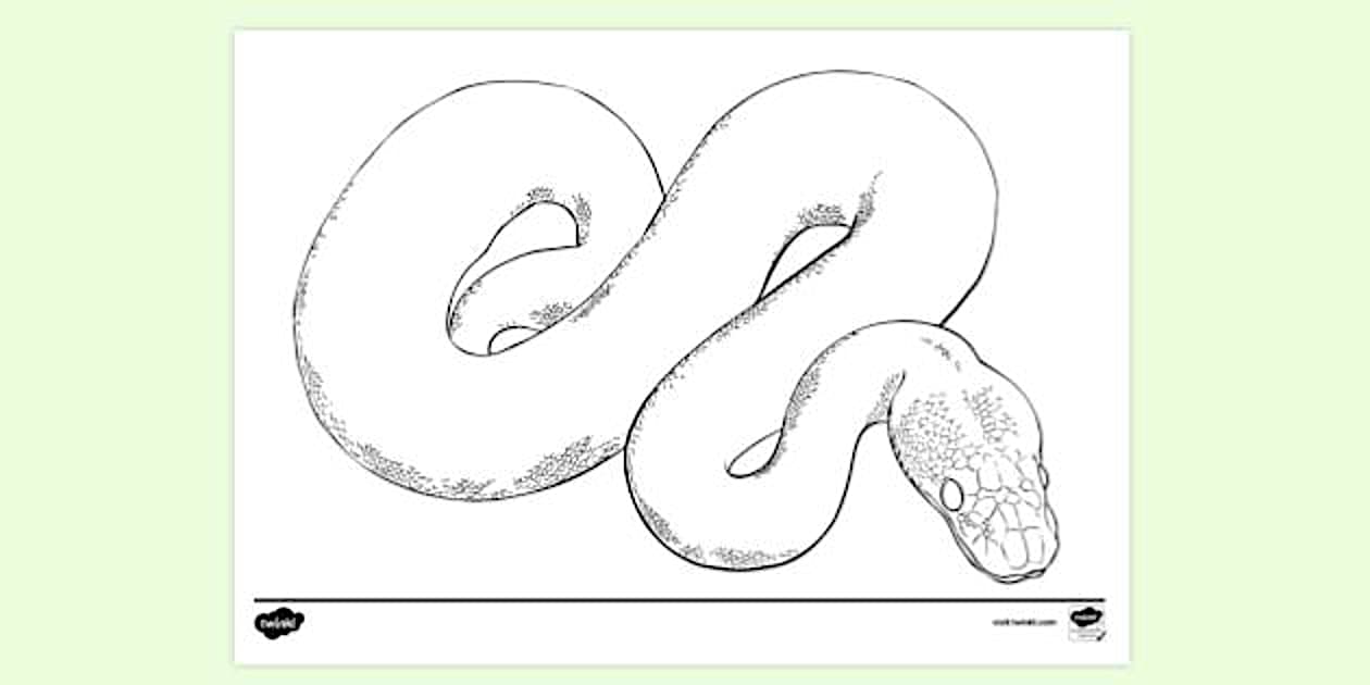 Python Colouring Page | Colouring Sheets (teacher made)