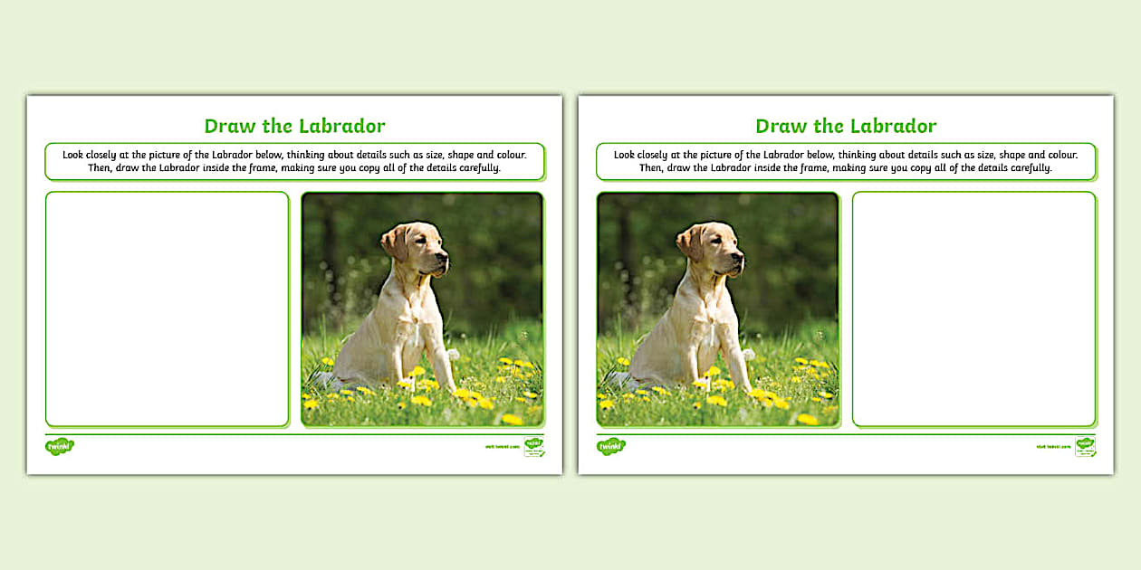 Draw the Labrador Worksheet (teacher made) - Twinkl