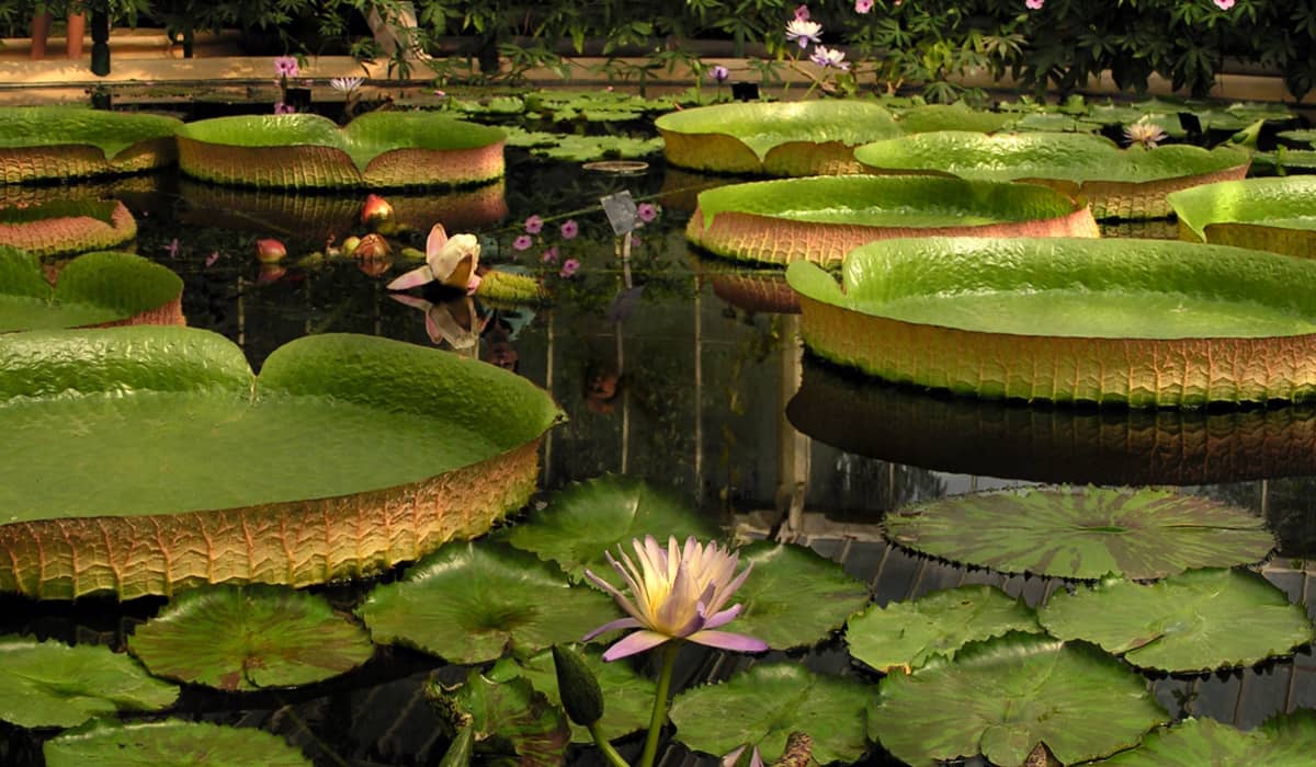 New Giant Water Lily Species Found - Twinkl NewsRoom