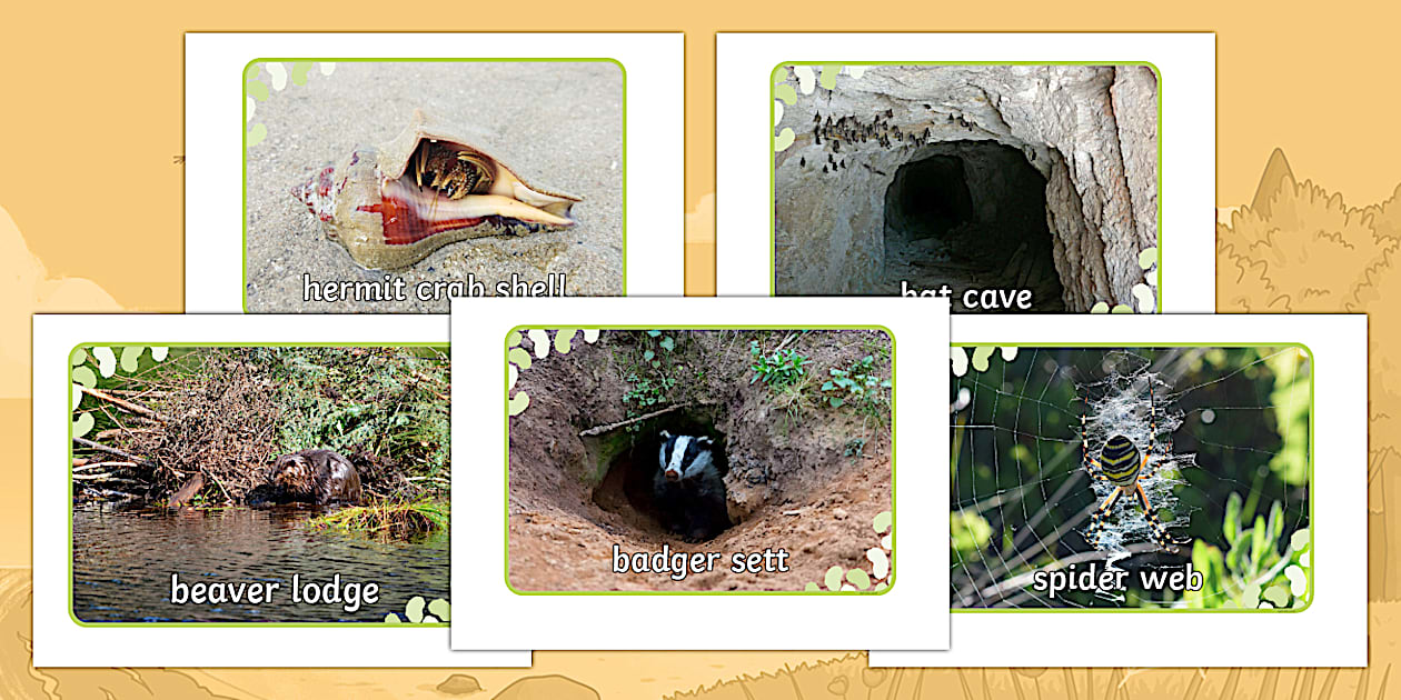 Animal Homes Photo Pack (teacher made) - Twinkl