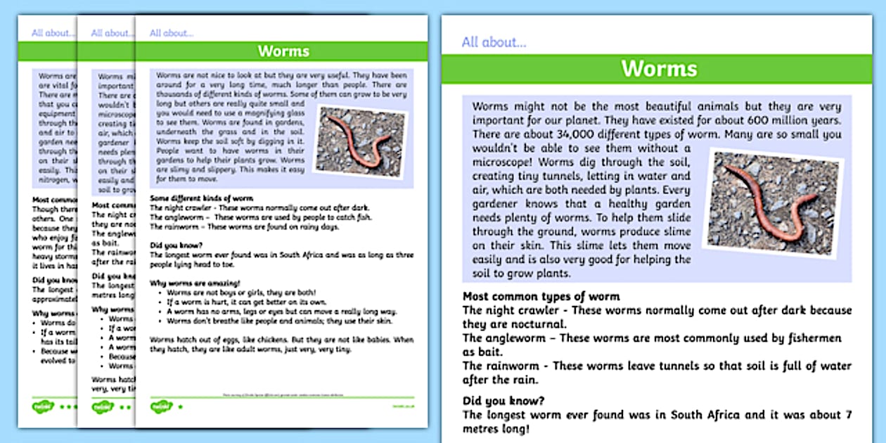 Worms Differentiated Fact File (teacher made) - Twinkl