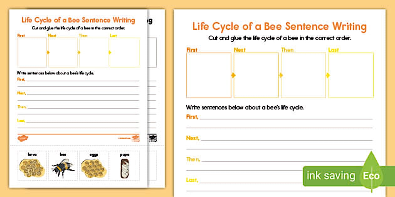 Life Cycle of a Bee Writing Worksheet | Twinkl USA - Twinkl