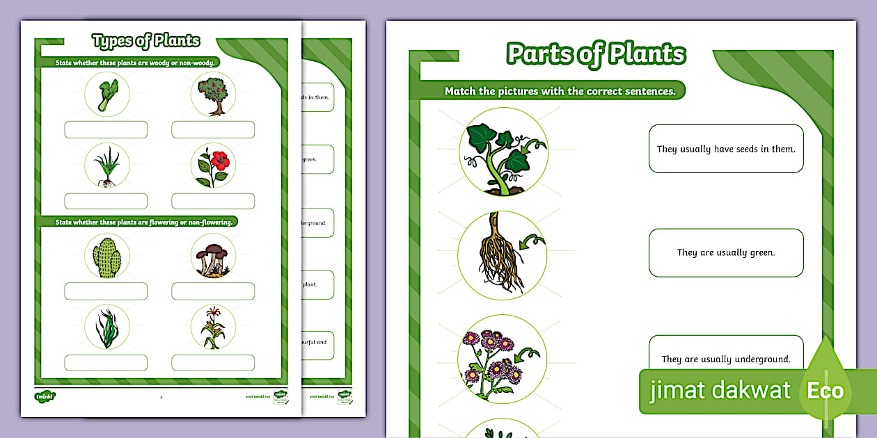 Parts and Types of Plants Worksheet (teacher made) - Twinkl
