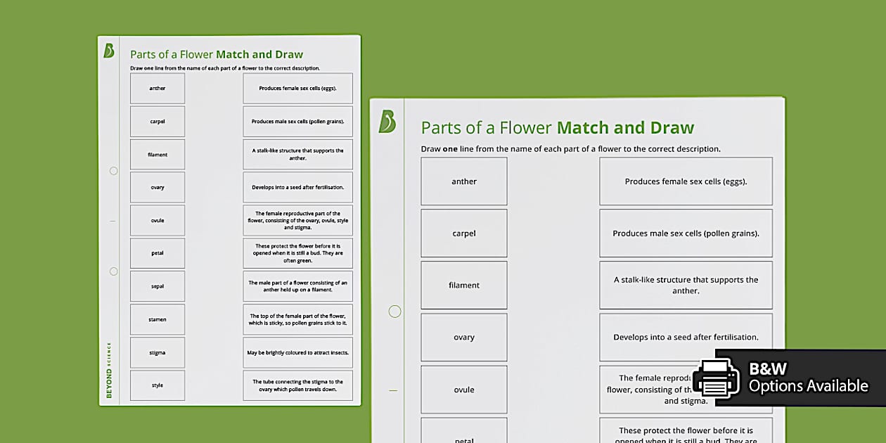 Parts of a Flower Match and Draw | KS3 Science | Beyond