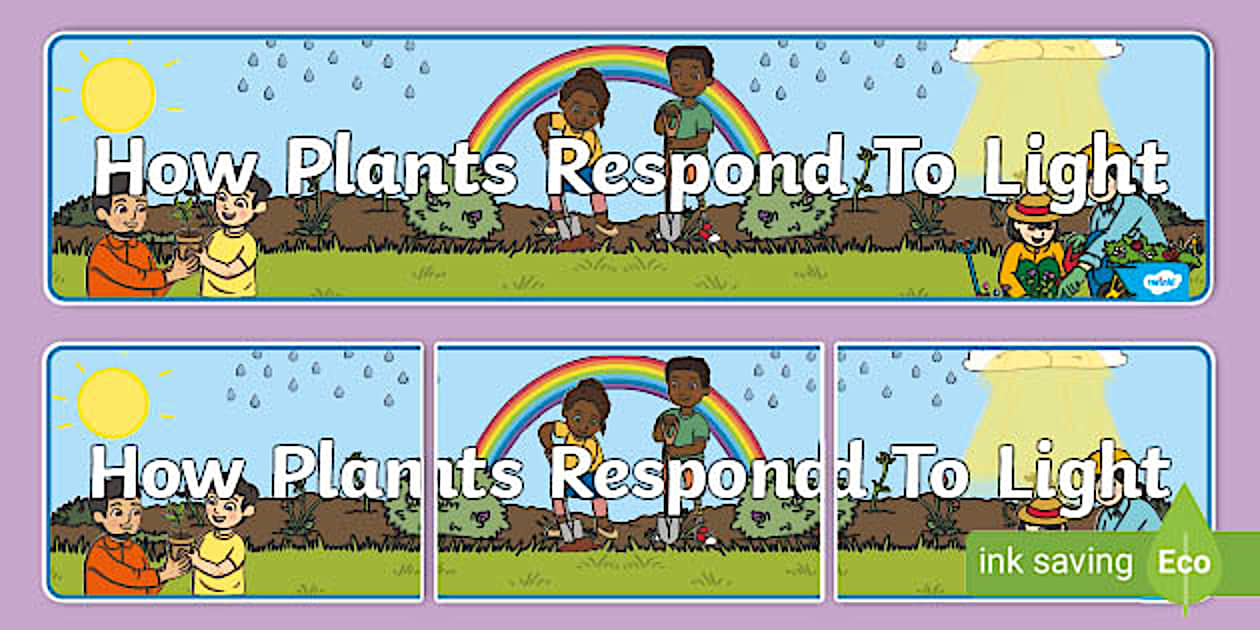 How Plants Respond To Light Display Banner (teacher made)