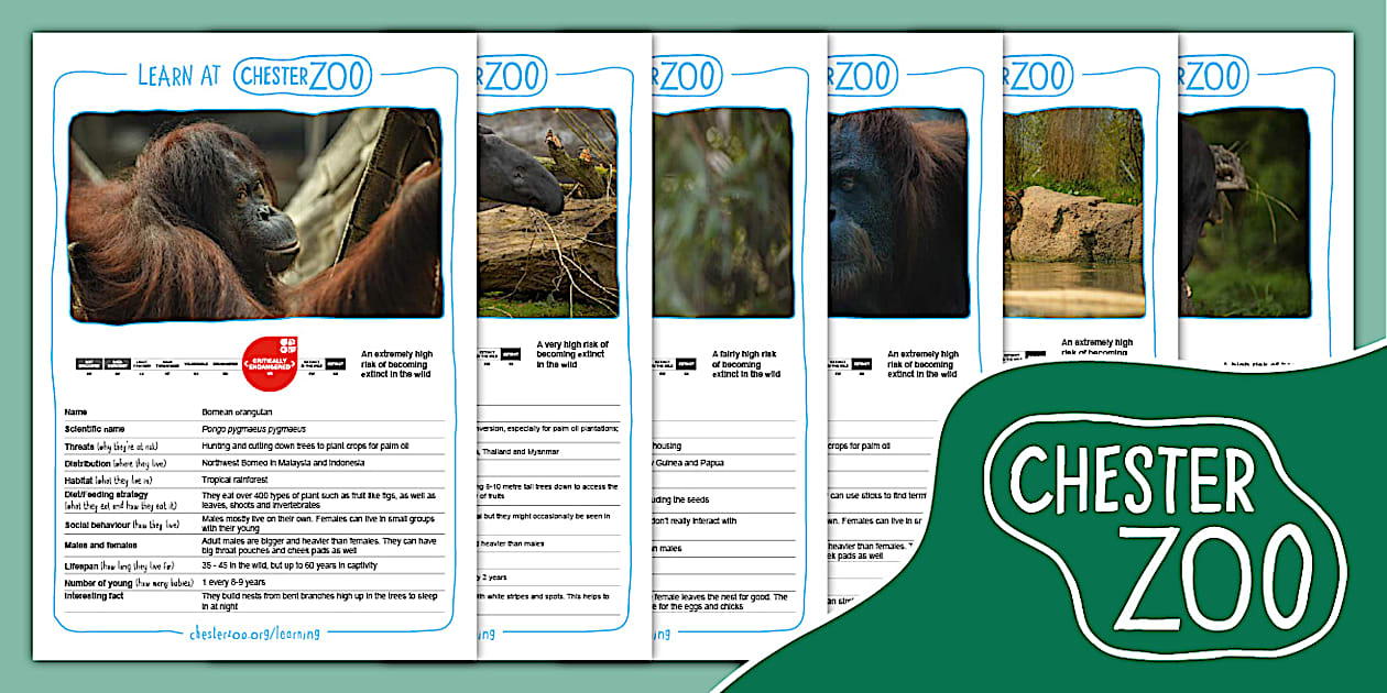 FREE! - Chester Zoo Animals Fact Files (teacher made)