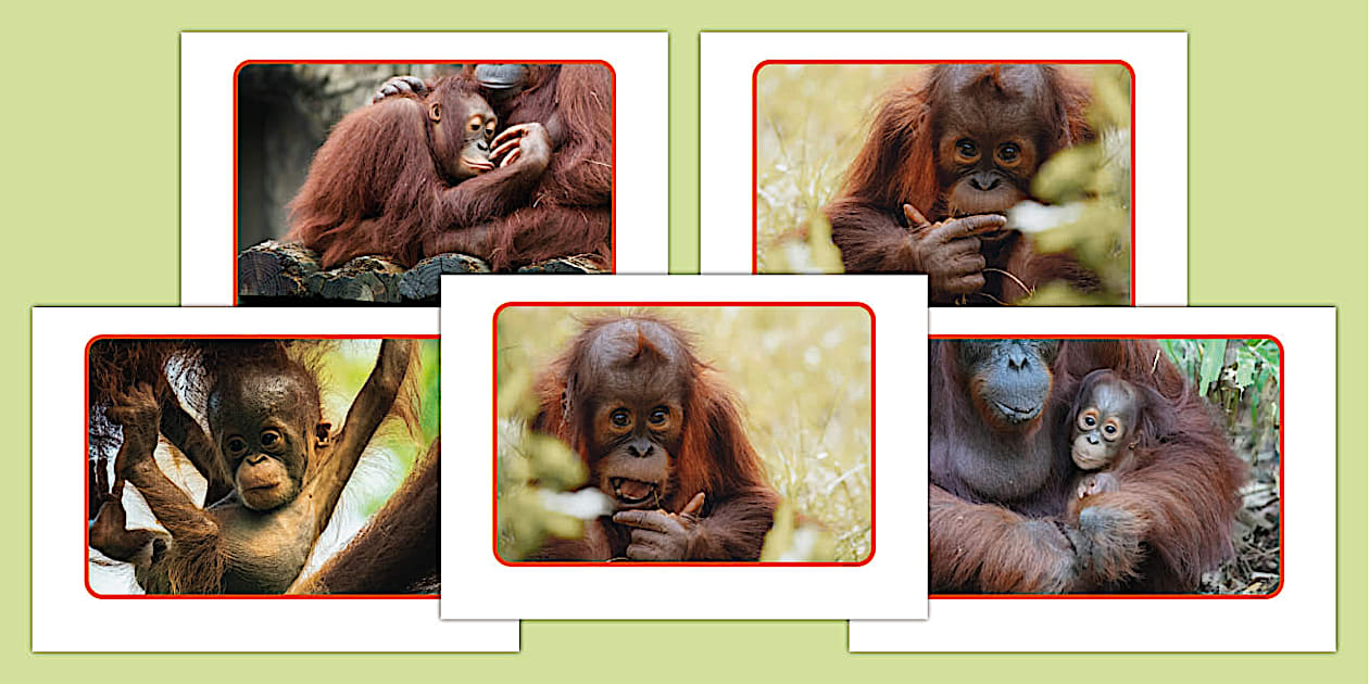 Baby Orangutan Photo Pack - Display | Twinkl (teacher made)