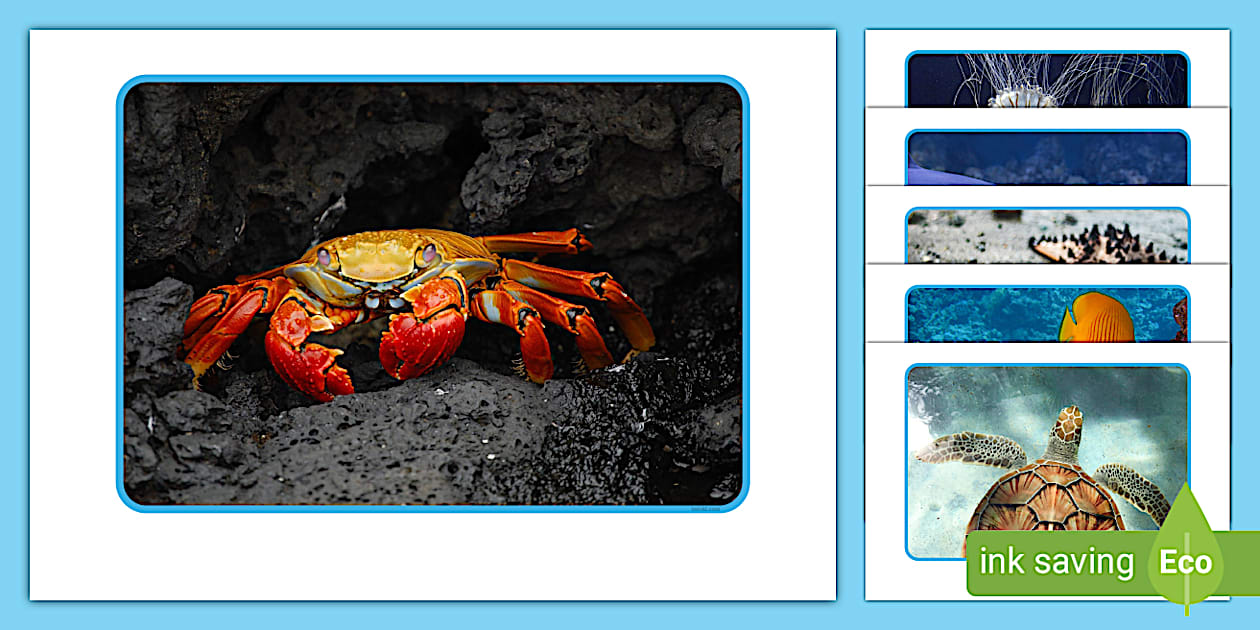 👉 Under the Sea Subitising Photos | Twinkl (teacher made)