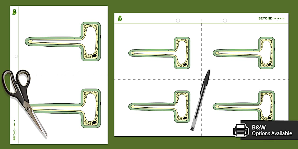 Root Hair Cell Printable Diagram | Biology | Beyond Science