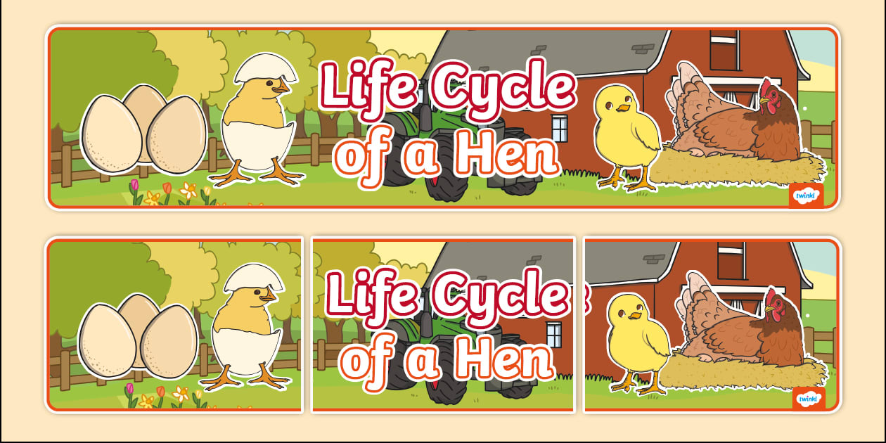 Life Cycle of a Hen Display Banner | Twinkl | Life Cycles