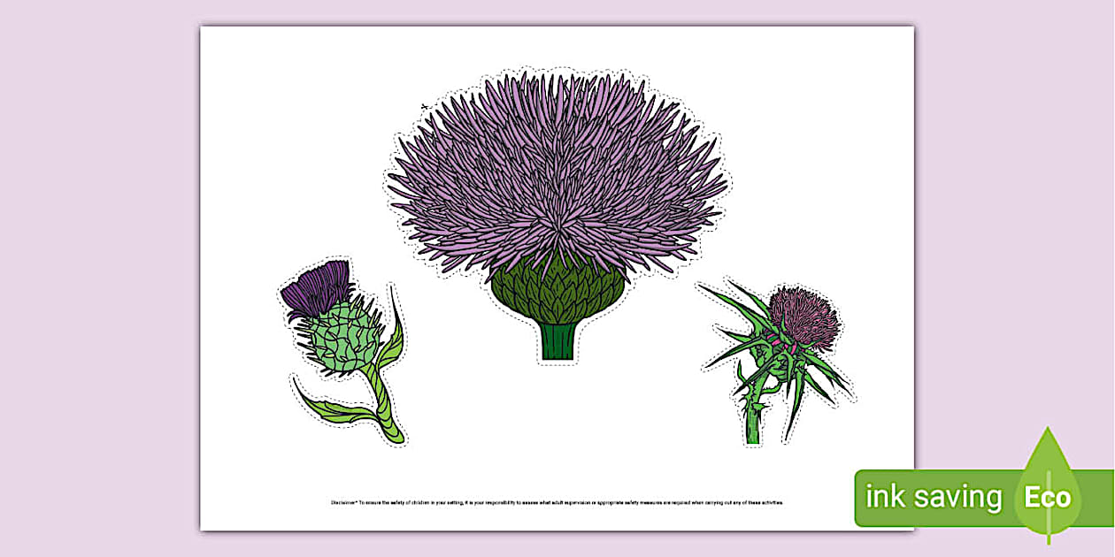 Thistle Cut-Outs (teacher made) - Twinkl