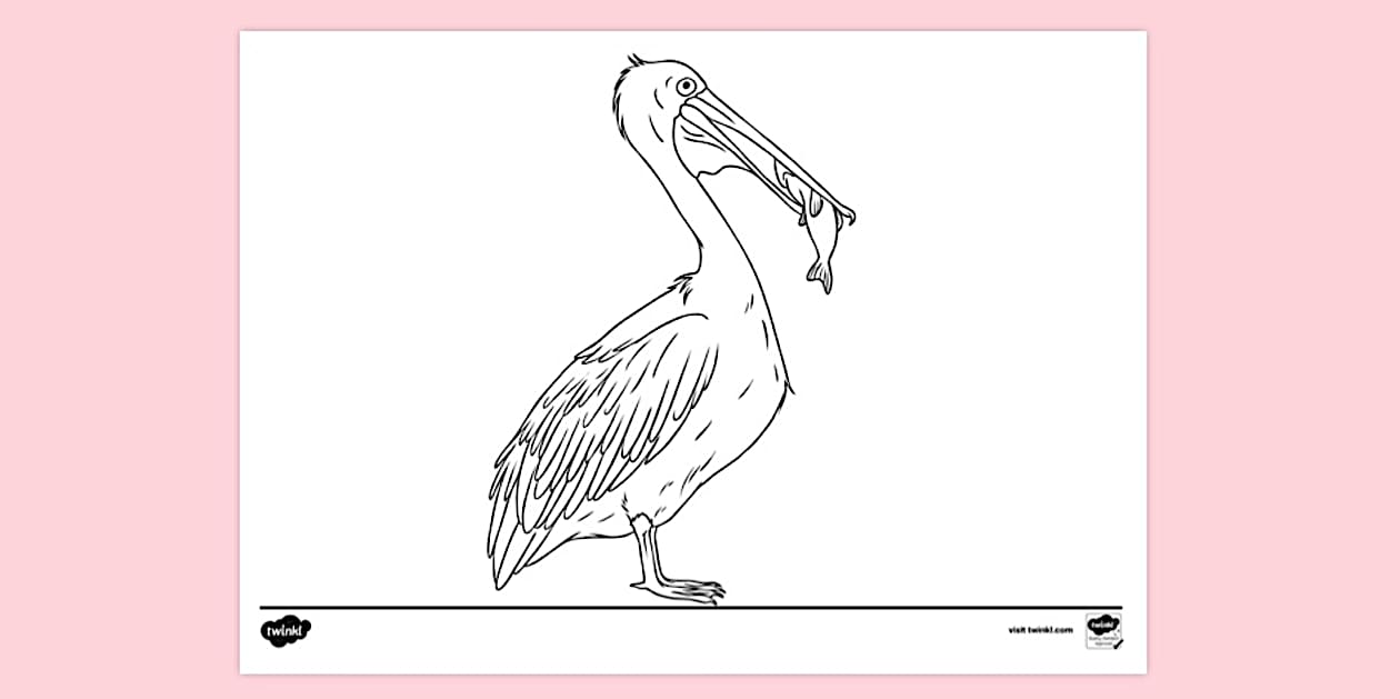 Pelican Eating Fish Colouring | Colouring Sheet - Twinkl