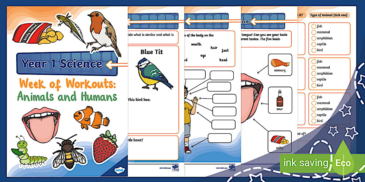 Year 1 Science Week of Workouts: Animals and Humans (Ages 5 - 6)