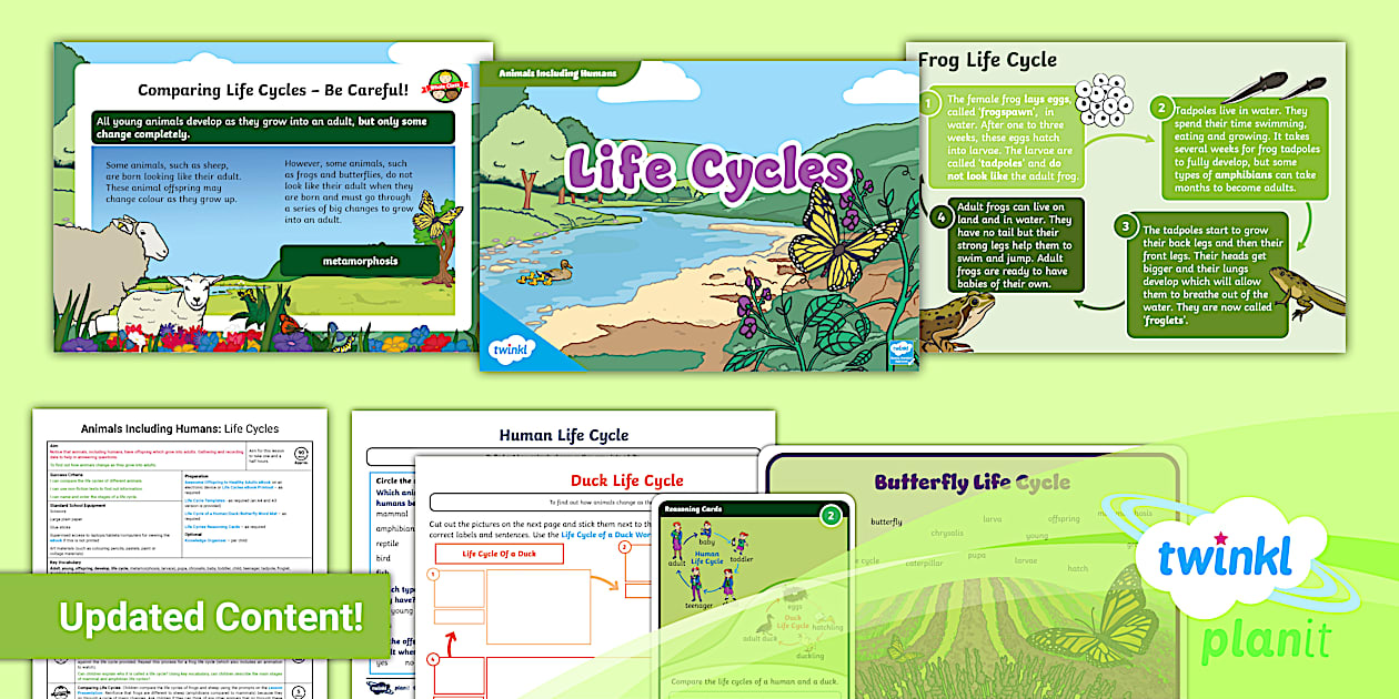 Life Cycles In Year 2 | Animals, Including Humans | PlanIt