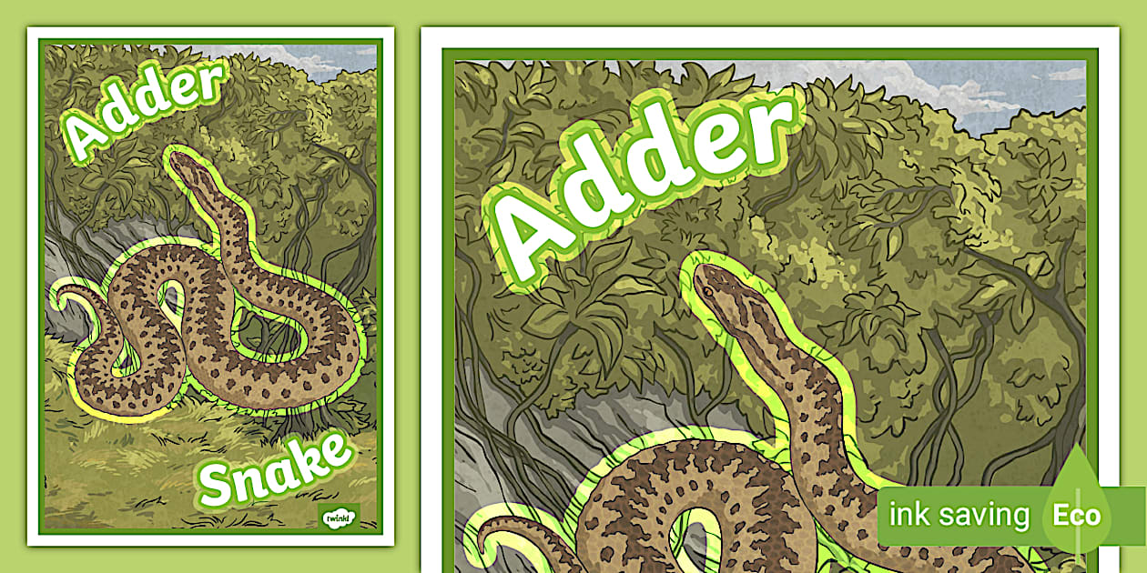 Adder Snake Poster (Teacher-Made) - Twinkl