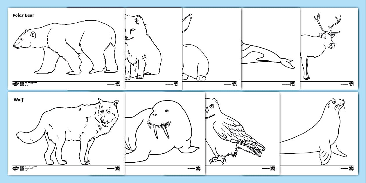 Animals that live in the Arctic - Colouring Sheets - KS1