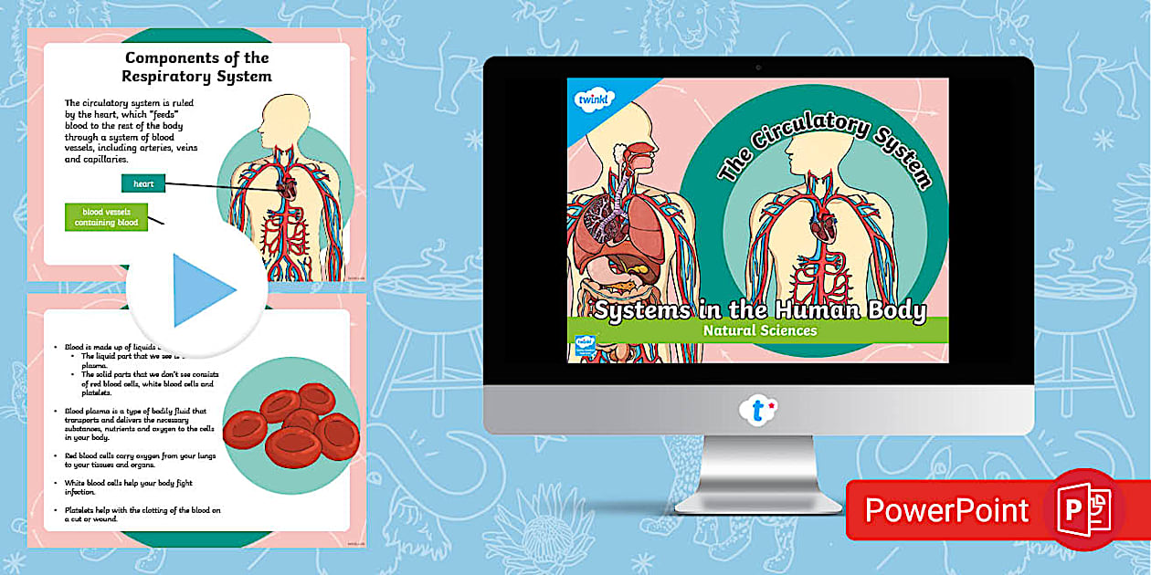 Systems in the Human Body - Circulatory System PowerPoint