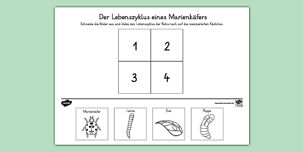 Der Lebenszyklus eines Marienkäfers - Arbeitsblatt - Twinkl Der Lebenszyklus eines Marienkäfers - Arbeitsblatt - Twinkl