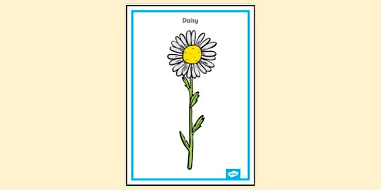 Printable Daisy Poster | Primary Resources