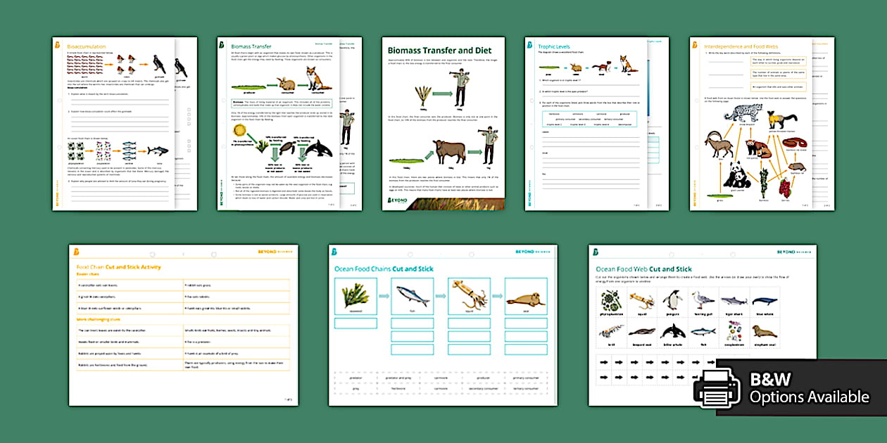 Connections in Ecological Systems | Science Week | Beyond