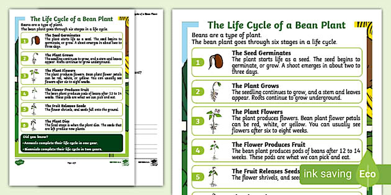 Life Cycle of a Bean Plant Worksheet for Kids | Science ELA