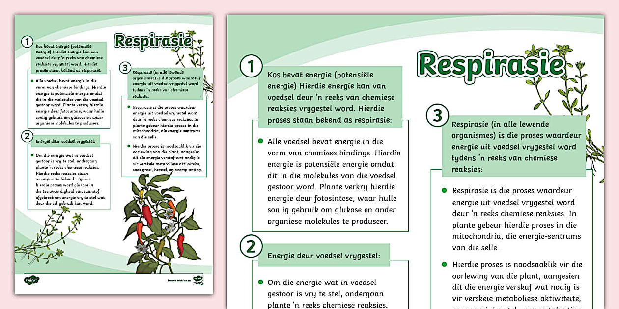 * NEW * Respirasie Fact File (teacher made) - Twinkl