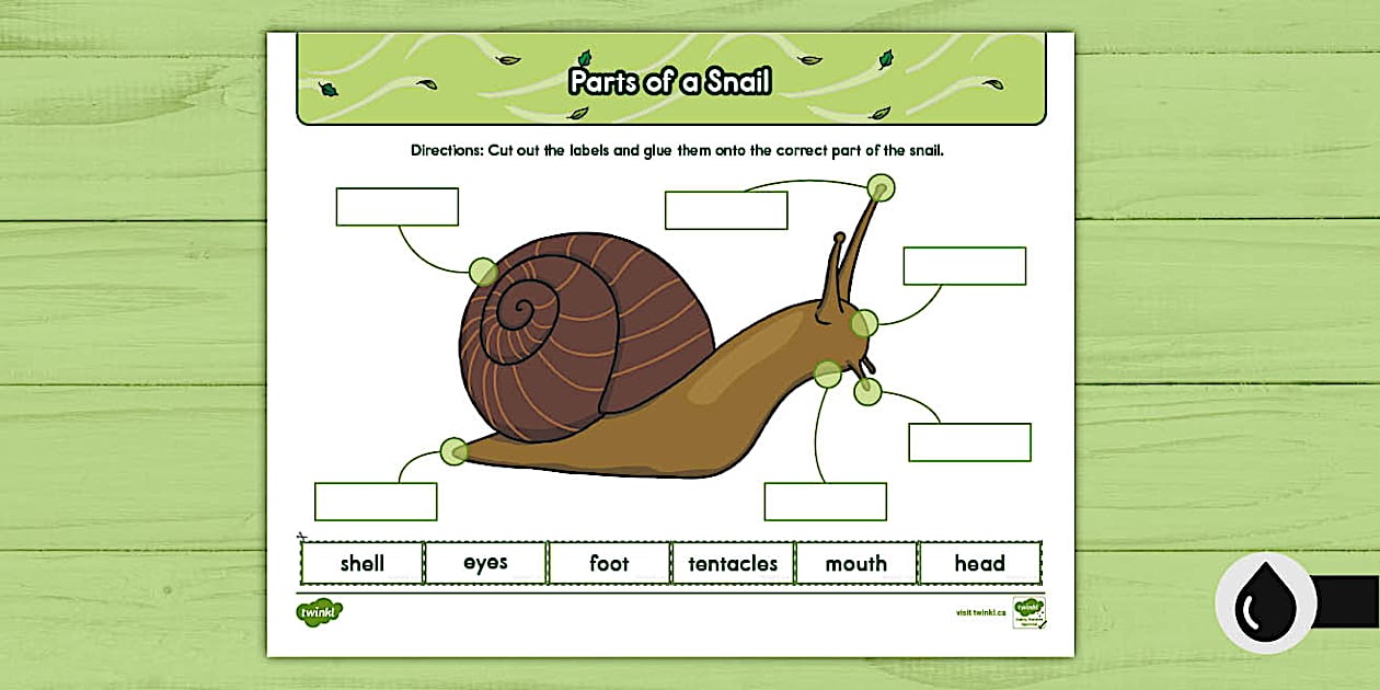 Parts of a Snail Cut and Paste Activity - Twinkl