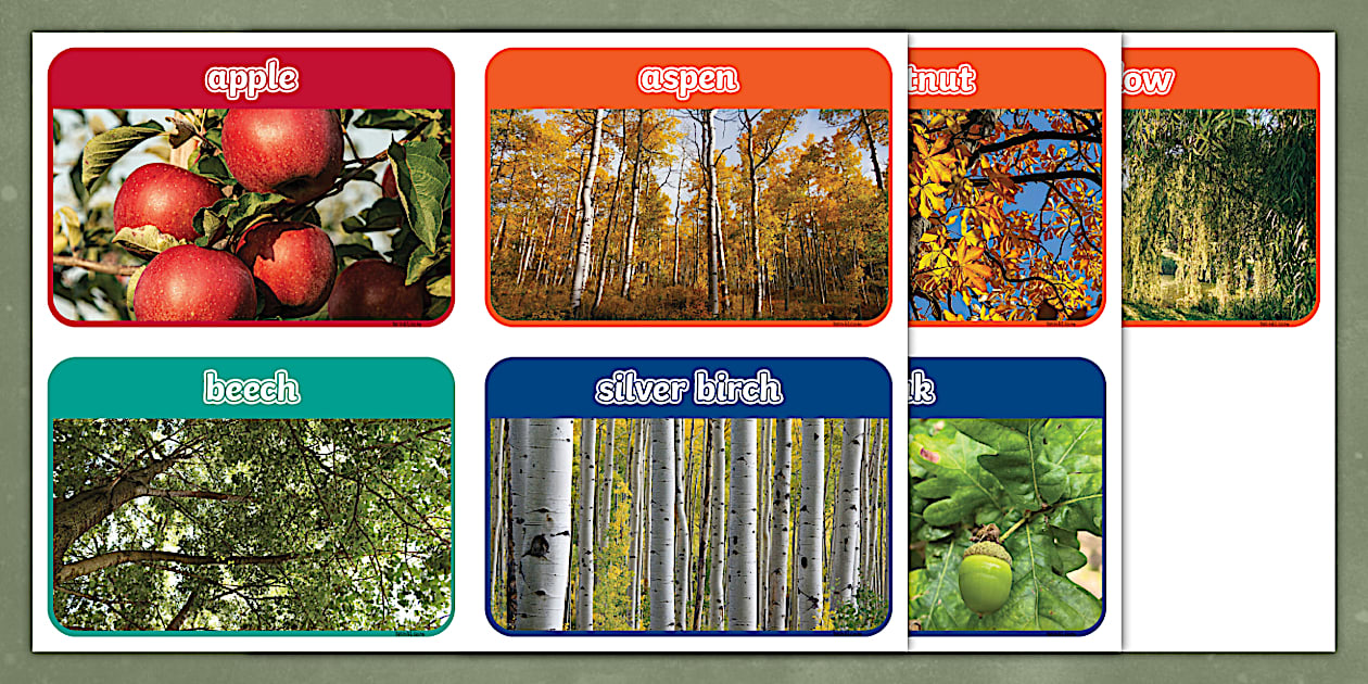 UK Trees Photo Flashcards (teacher made) - Twinkl